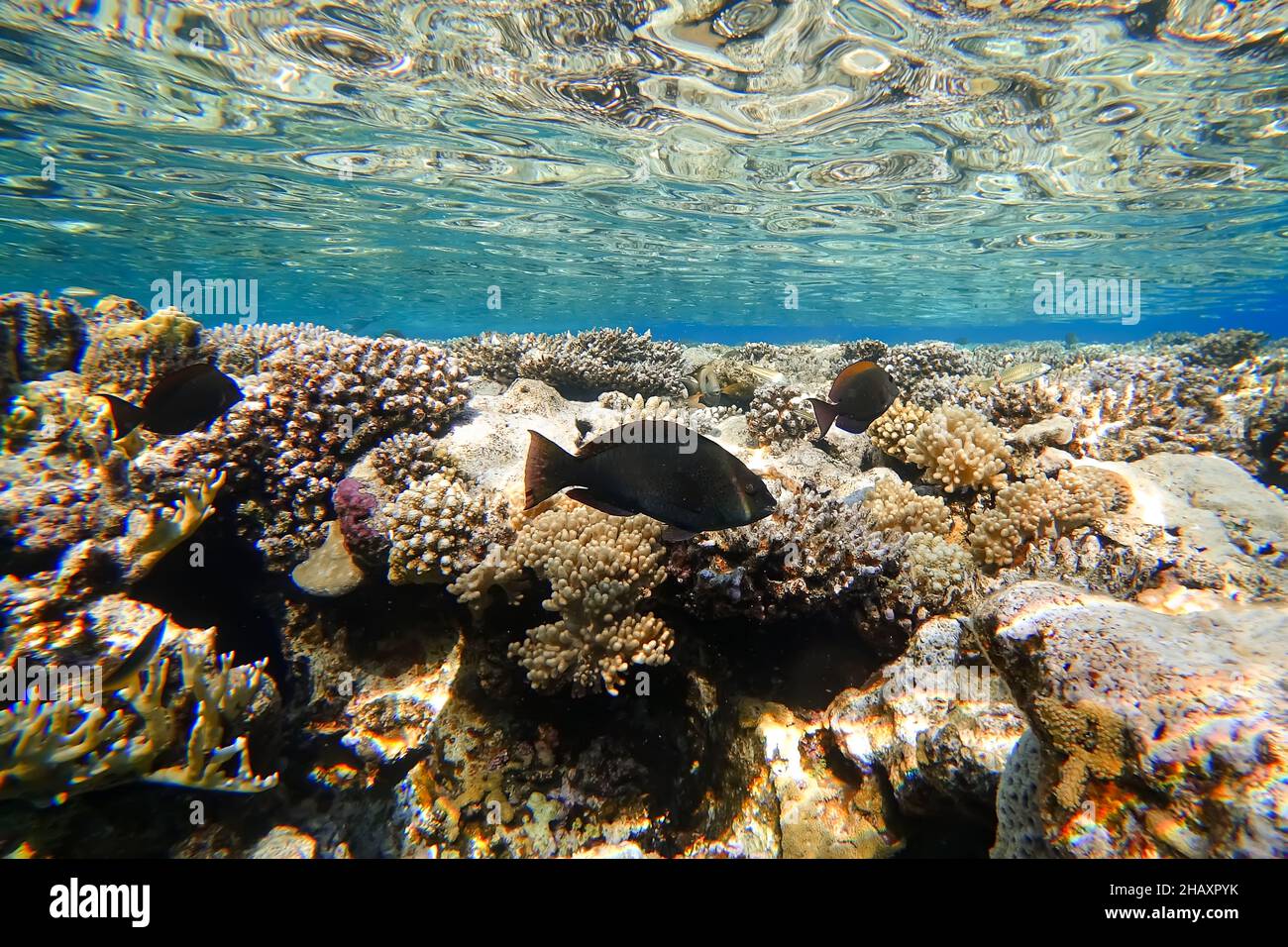 Amazing underwater world of the Red Sea tropical fish swim under the ...