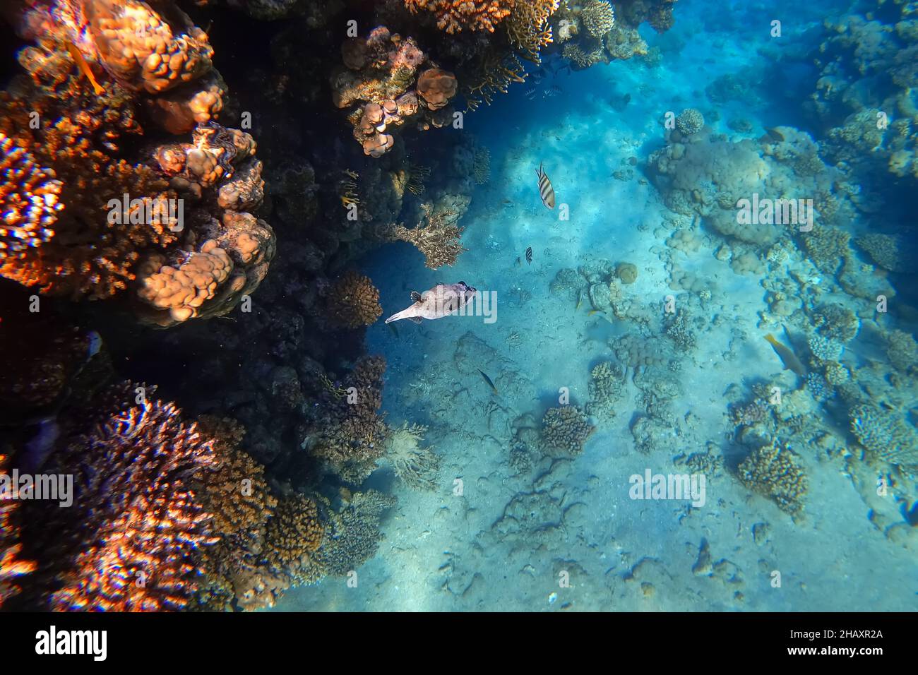 Amazing underwater world of the Red Sea in the distance, tropical fish ...