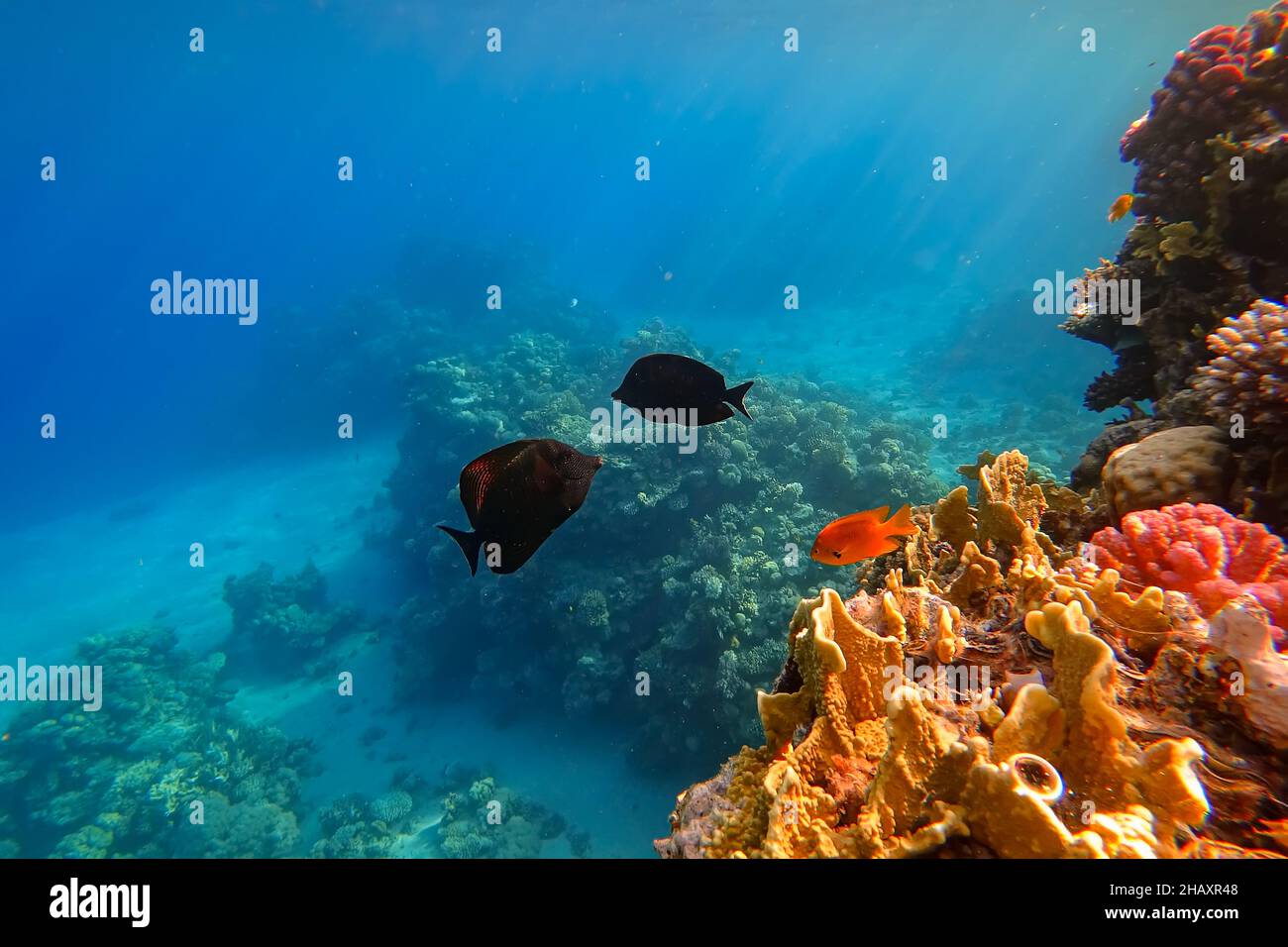 The amazing underwater world of the Red Sea, next to the colorful ...