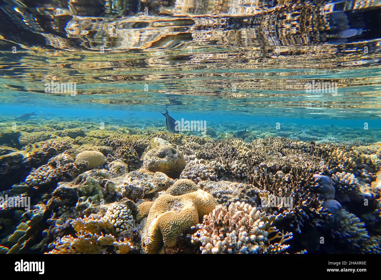 Amazing underwater world of the Red Sea under the surface near the ...