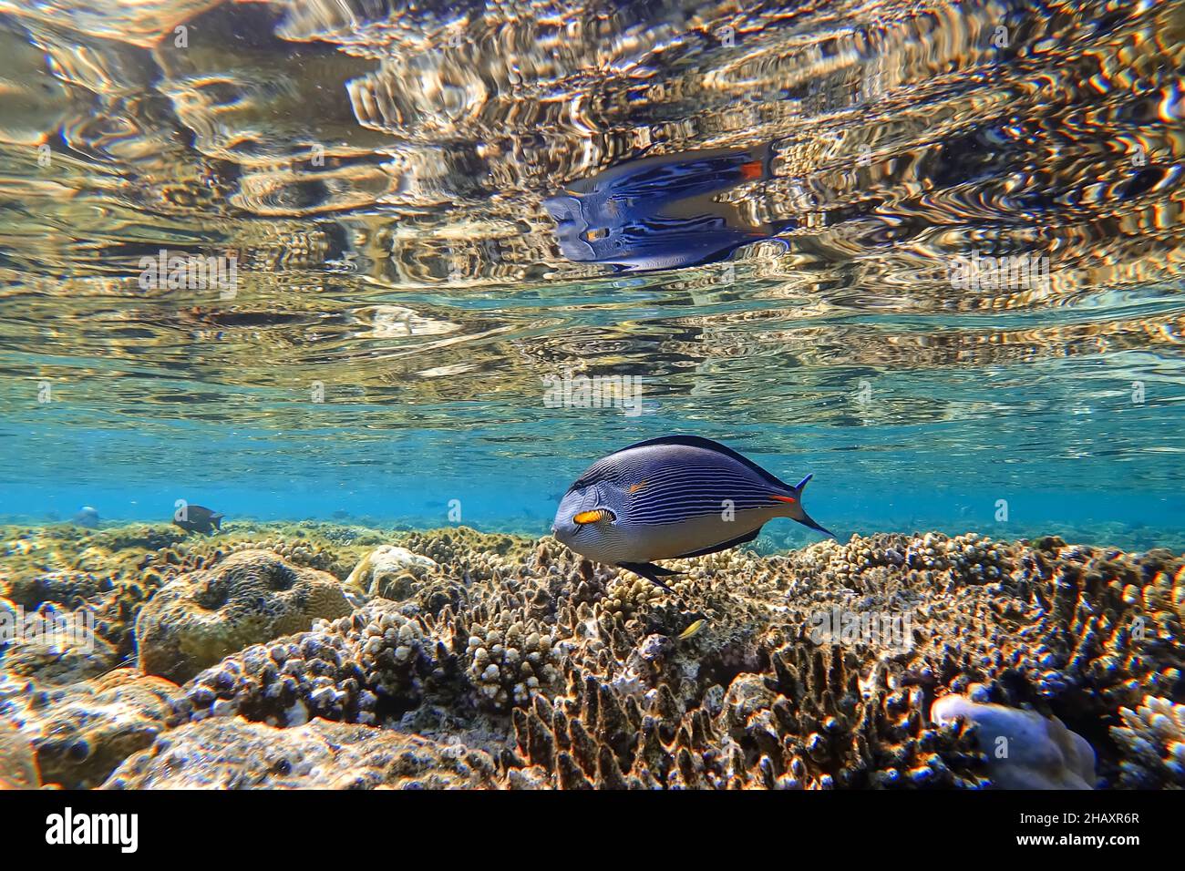 Amazing underwater world of the Red Sea under the surface near the ...