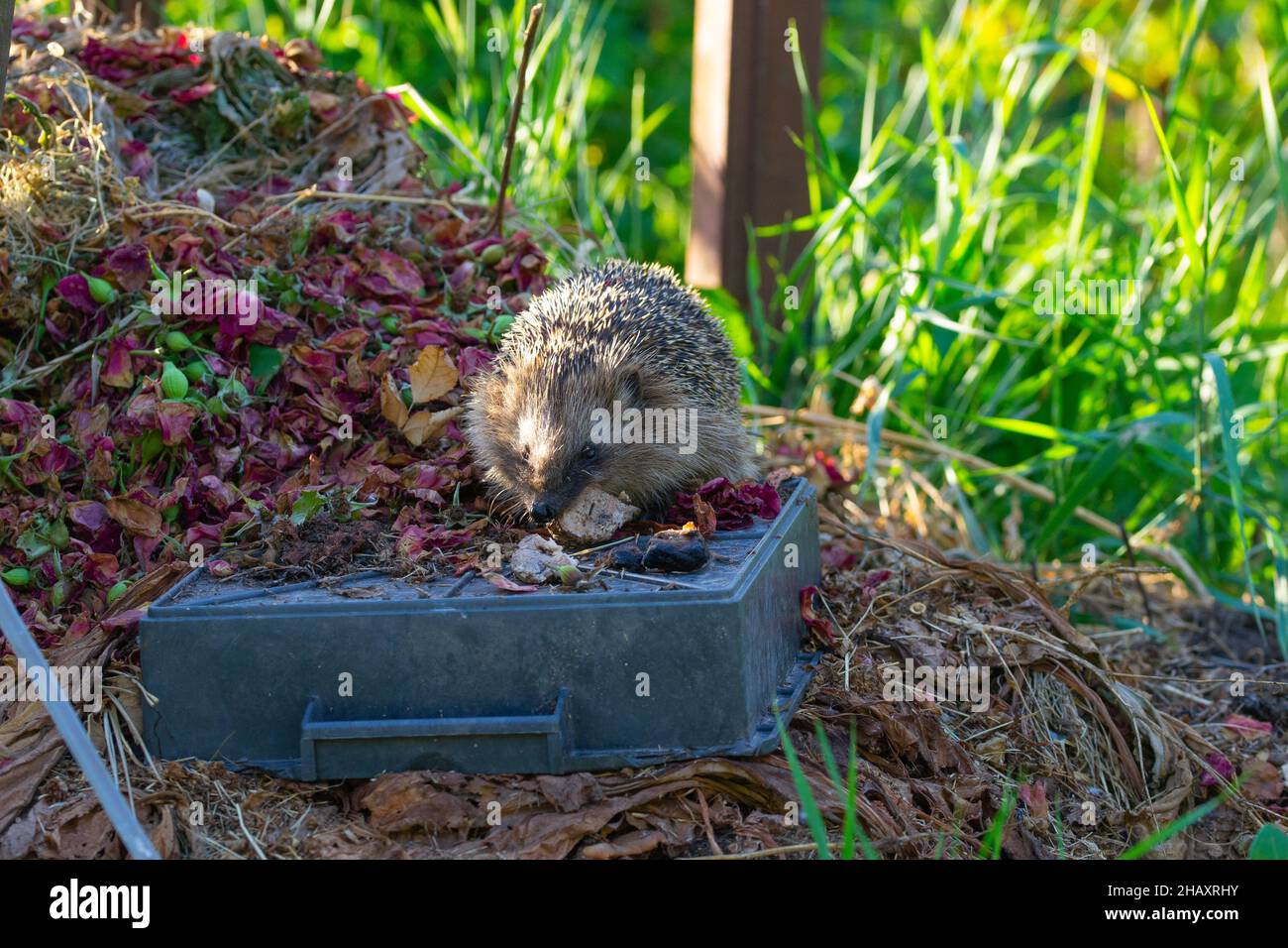 Eating hedgehog hi-res stock photography and images - Alamy