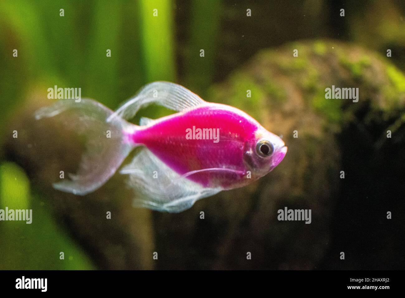 Pink Tetra Fish