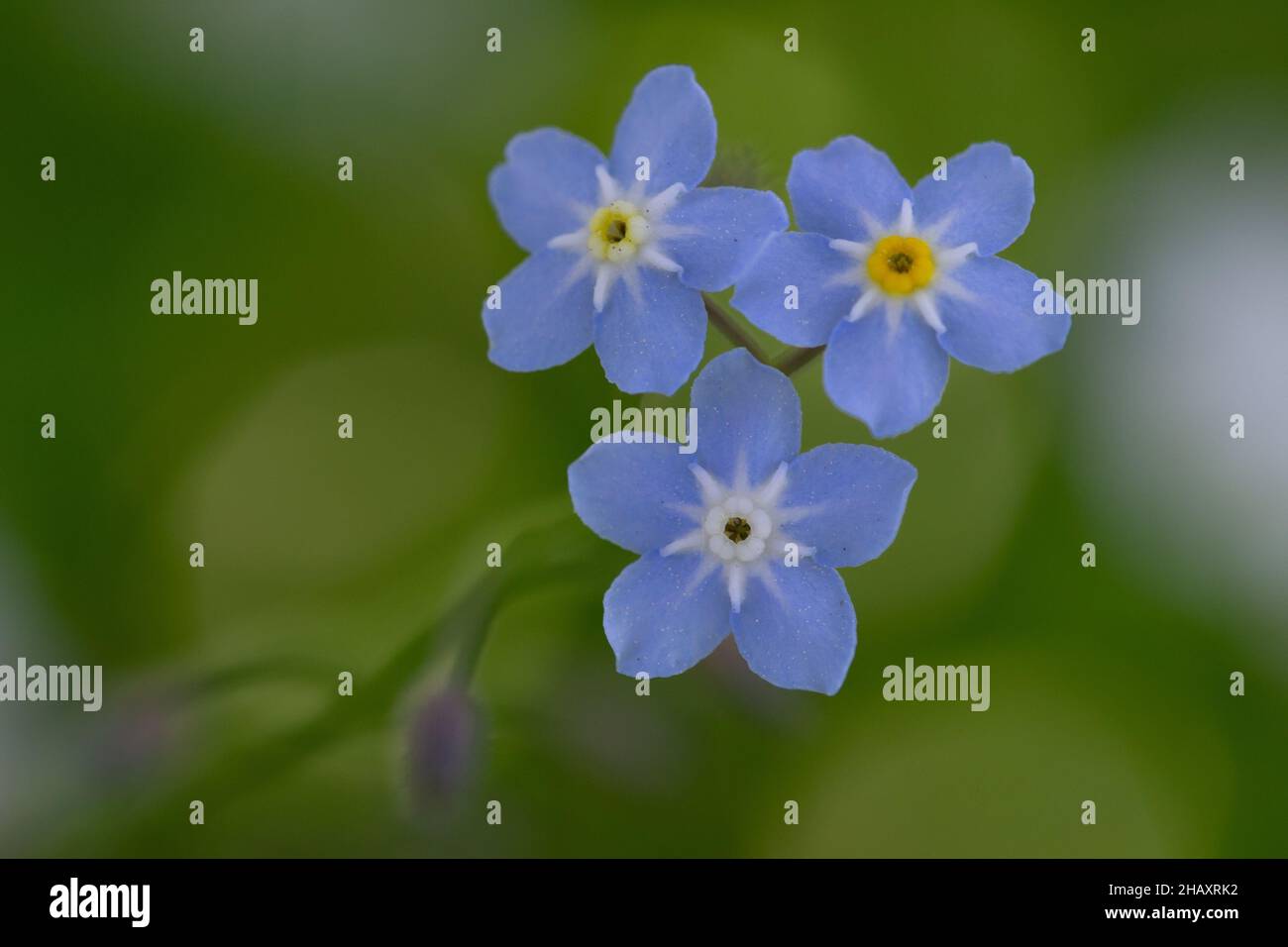 Closeup of beautiful blue forget-me-not flowers in a garden Stock Photo ...