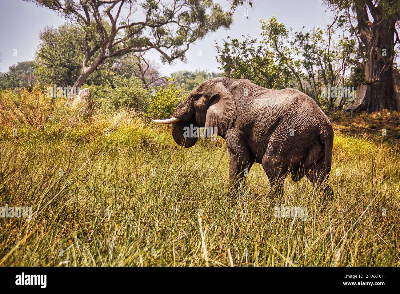 Side view of a big elephant walking on the grassy ground in nature in ...