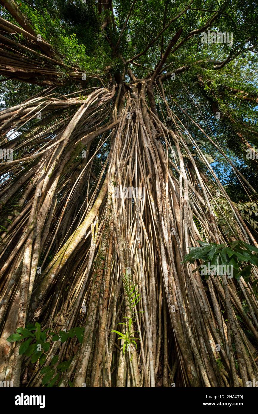 Close-up low angle view of a Banyan Tree, Malaysia Stock Photo - Alamy