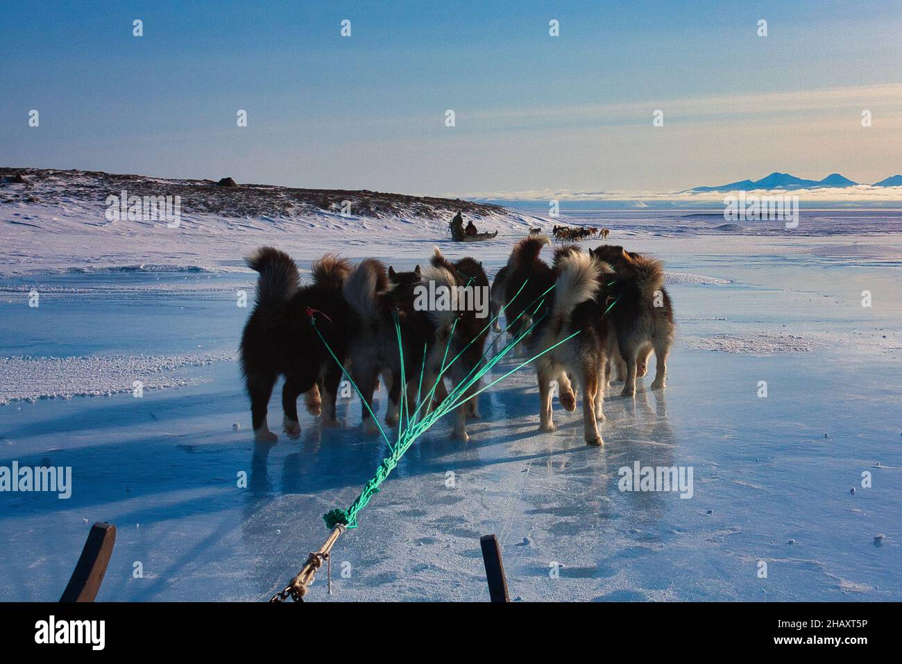 Back view of cute lovely sled dogs pulling the sledge in winter during ...