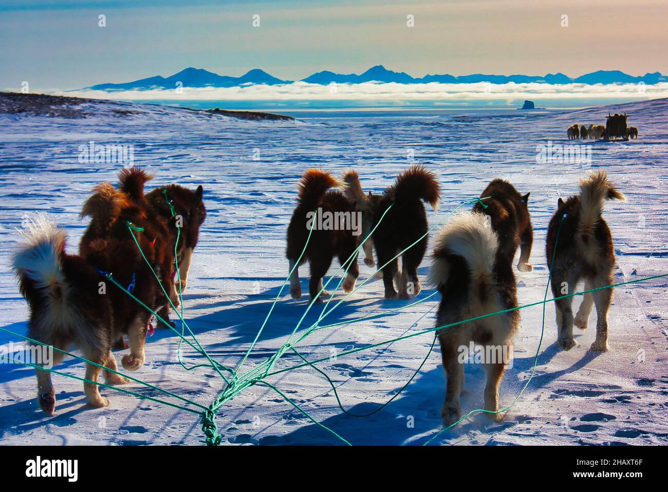 Back view of cute lovely sled dogs pulling the sledge on a sunny day in ...