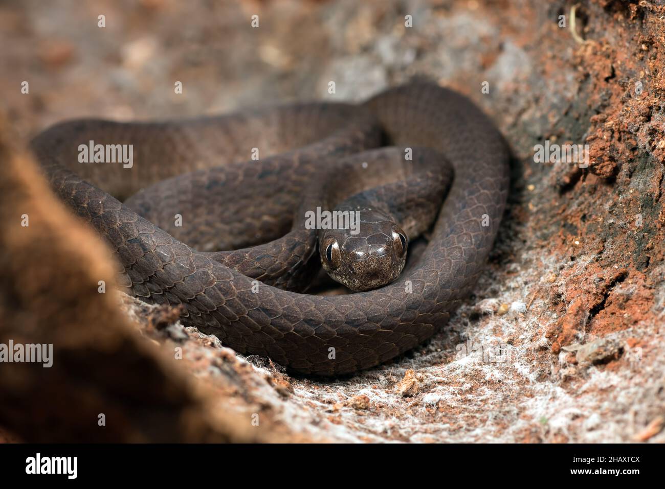Slug eater snake coiled inside an old tree trunk, Indonesia Stock Photo ...
