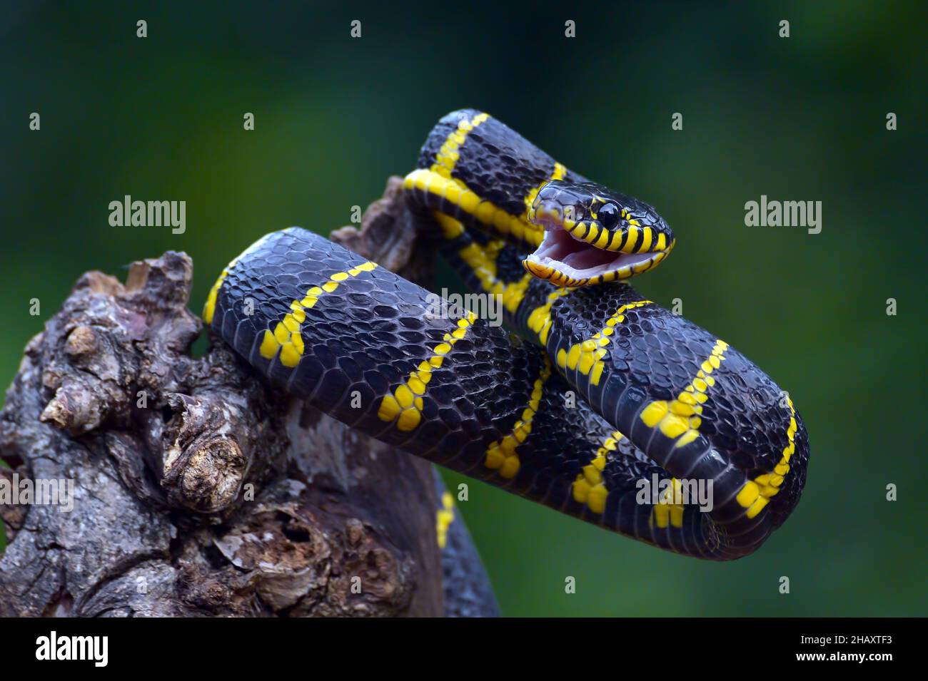 Gold-ringed cat snake on a branch ready to strike, Indonesia Stock ...