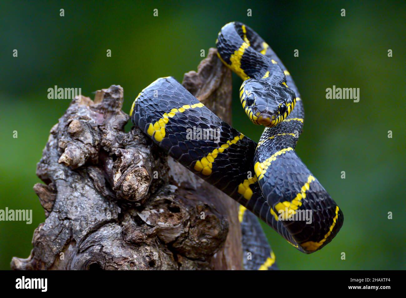 Gold-ringed cat snake on a branch ready to strike, Indonesia Stock ...
