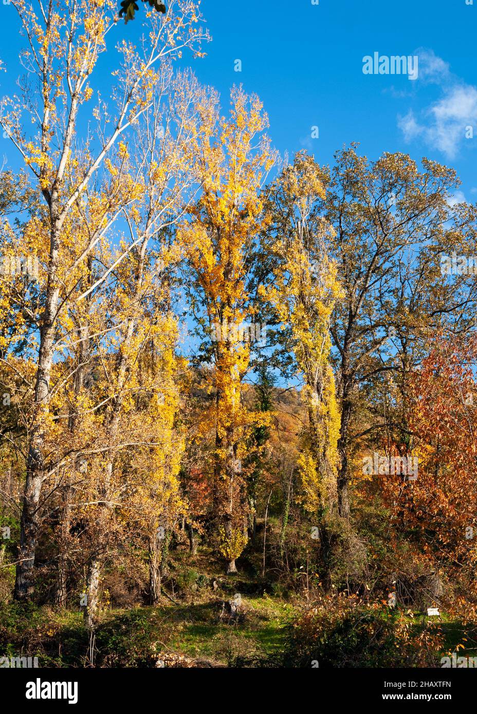 Diversity of trees hi-res stock photography and images - Alamy