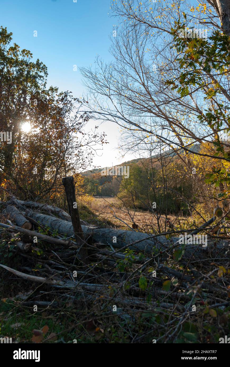 Fallen timber landscape hi-res stock photography and images - Alamy