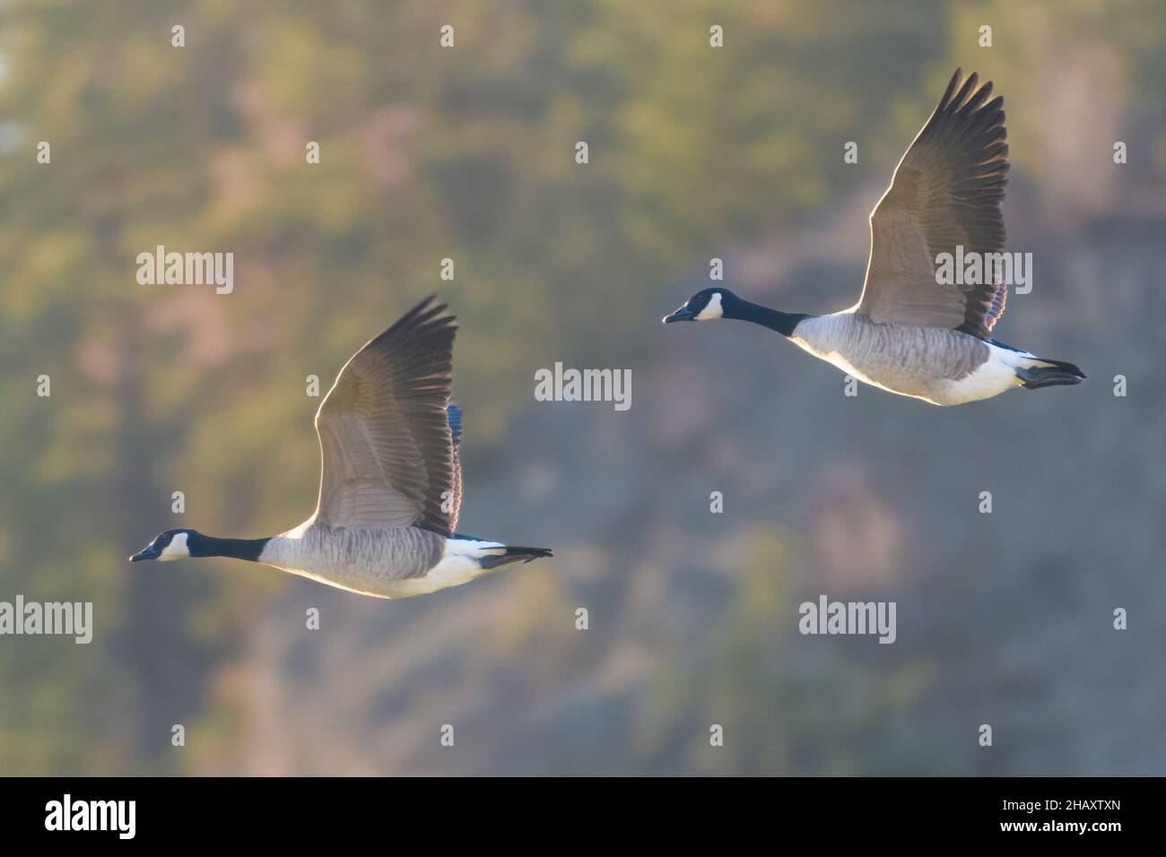 Canada geese flying side view hi-res stock photography and images - Alamy