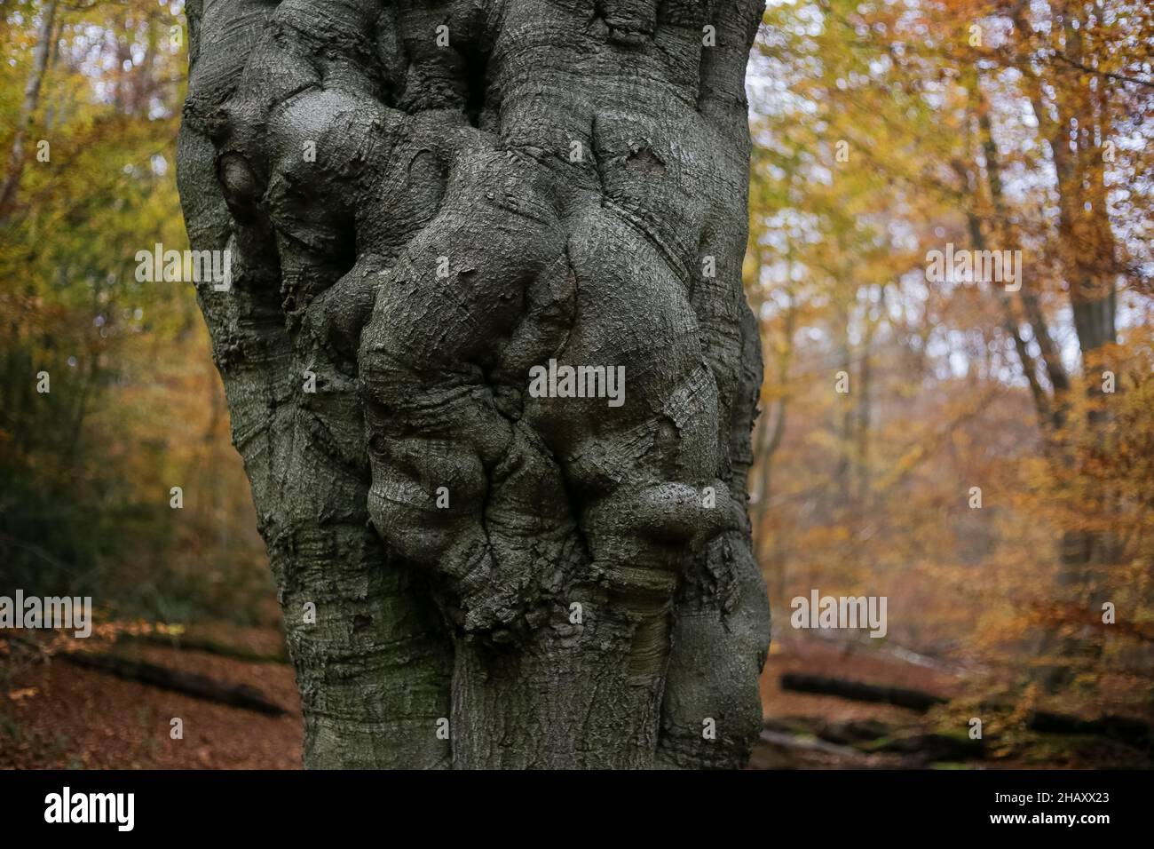 Trunk of knotty tree growing on blurred background of lush autumn ...