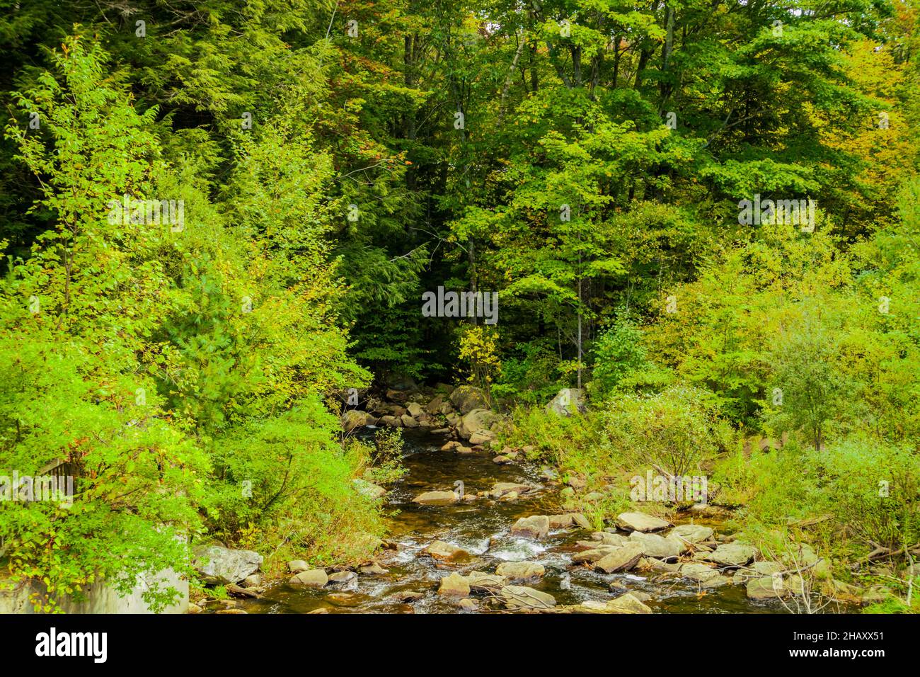 bubbling brook flows over stones into a wooded forest Stock Photo - Alamy