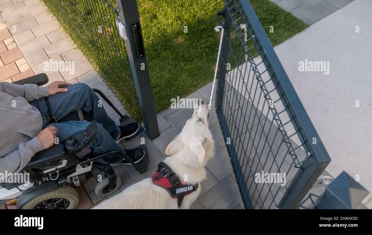 Service dog helping his owner with disability in everyday life, by ...