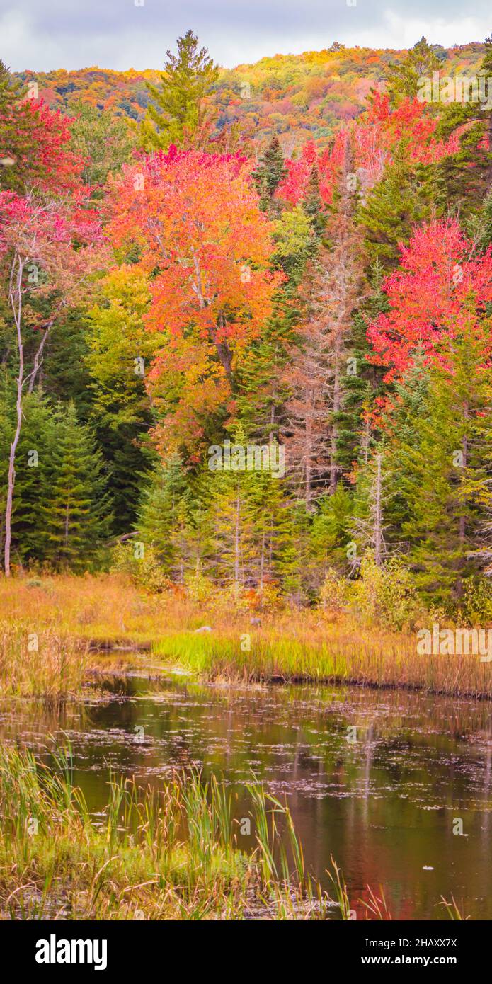 Fall foliage in a marshy wetland Stock Photo - Alamy