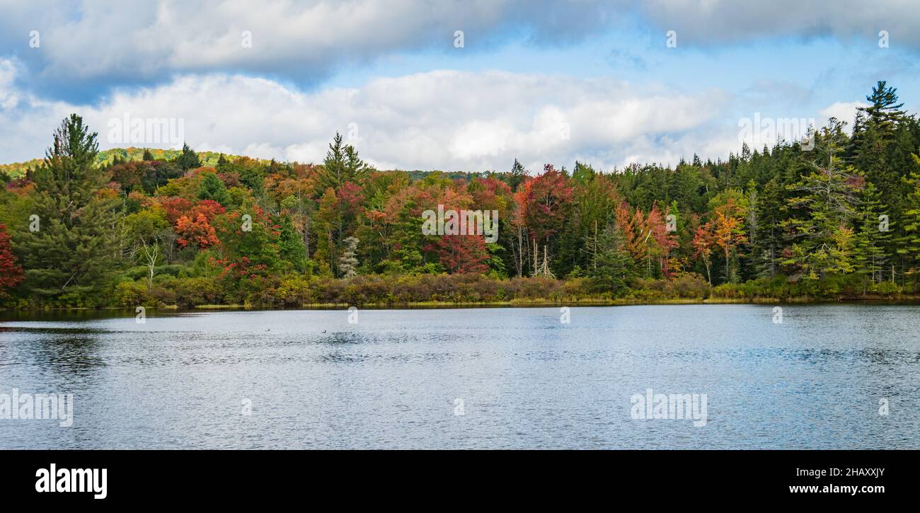 The shore of a pond hi-res stock photography and images - Alamy