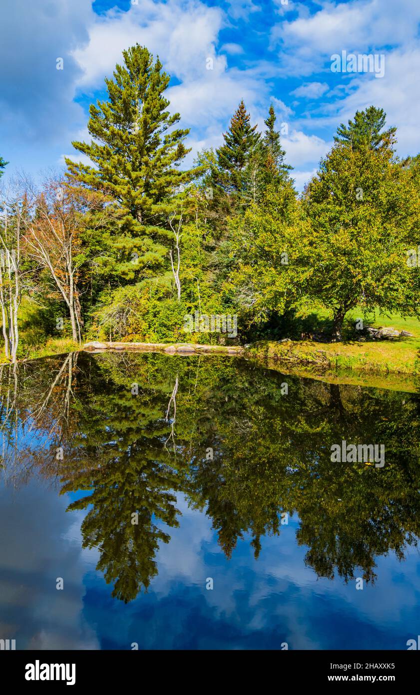 plants along the West River in the Village of Weston, Vermont are ...