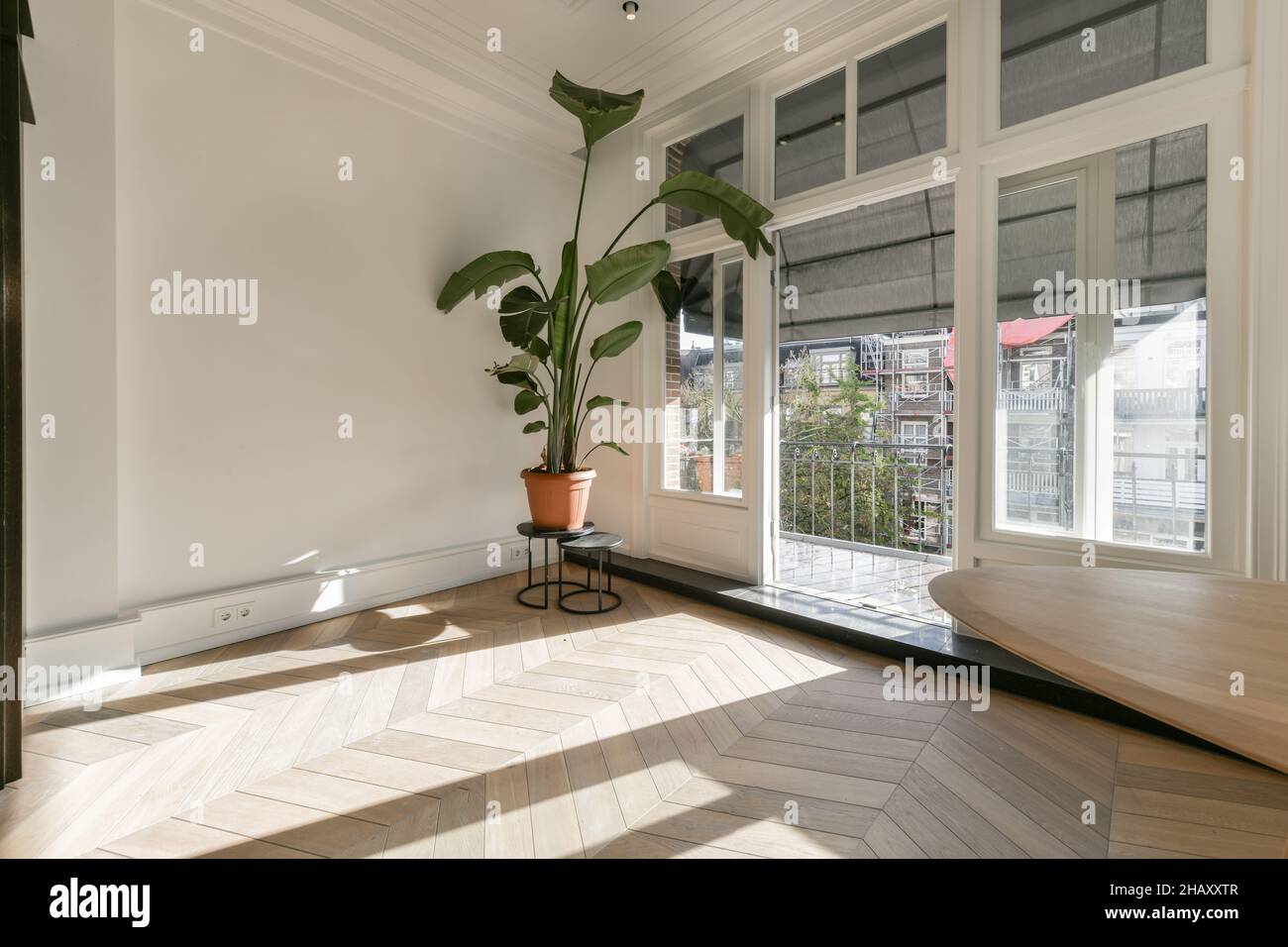 Fragment of interior of empty room with parqueted floor and potted ...