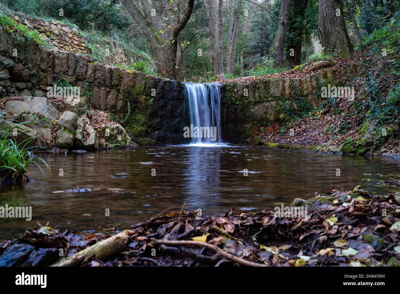 River flowing in a wet forest of Montseny, Catalonia Stock Photo - Alamy