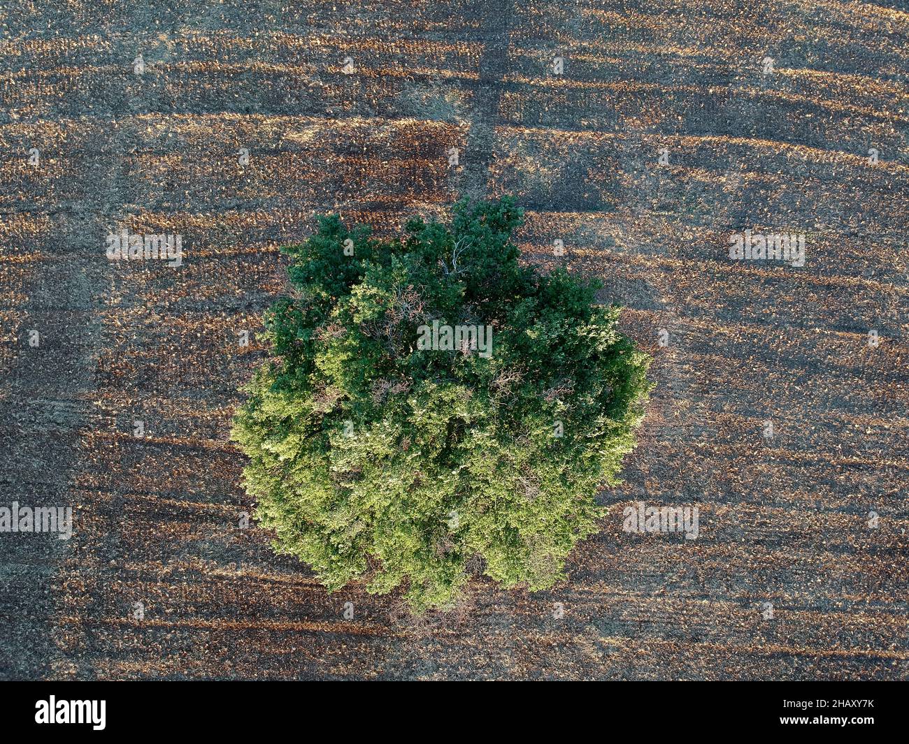 Aerial view of an oak tree in a ploughed field, Nouvelle-Aquitaine ...