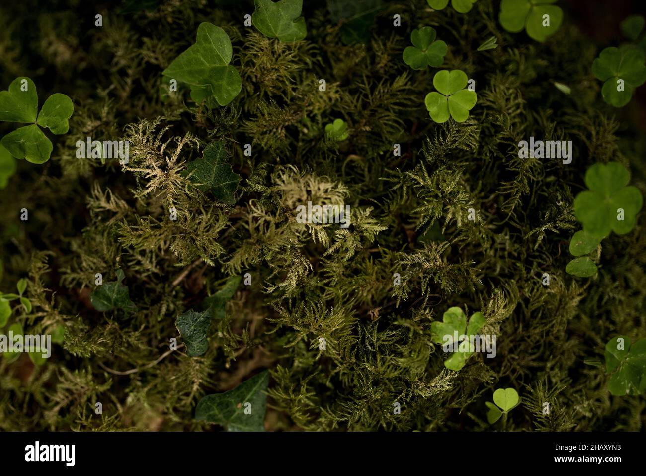 Top view background of green trefoil with moss growing in Cantabria ...