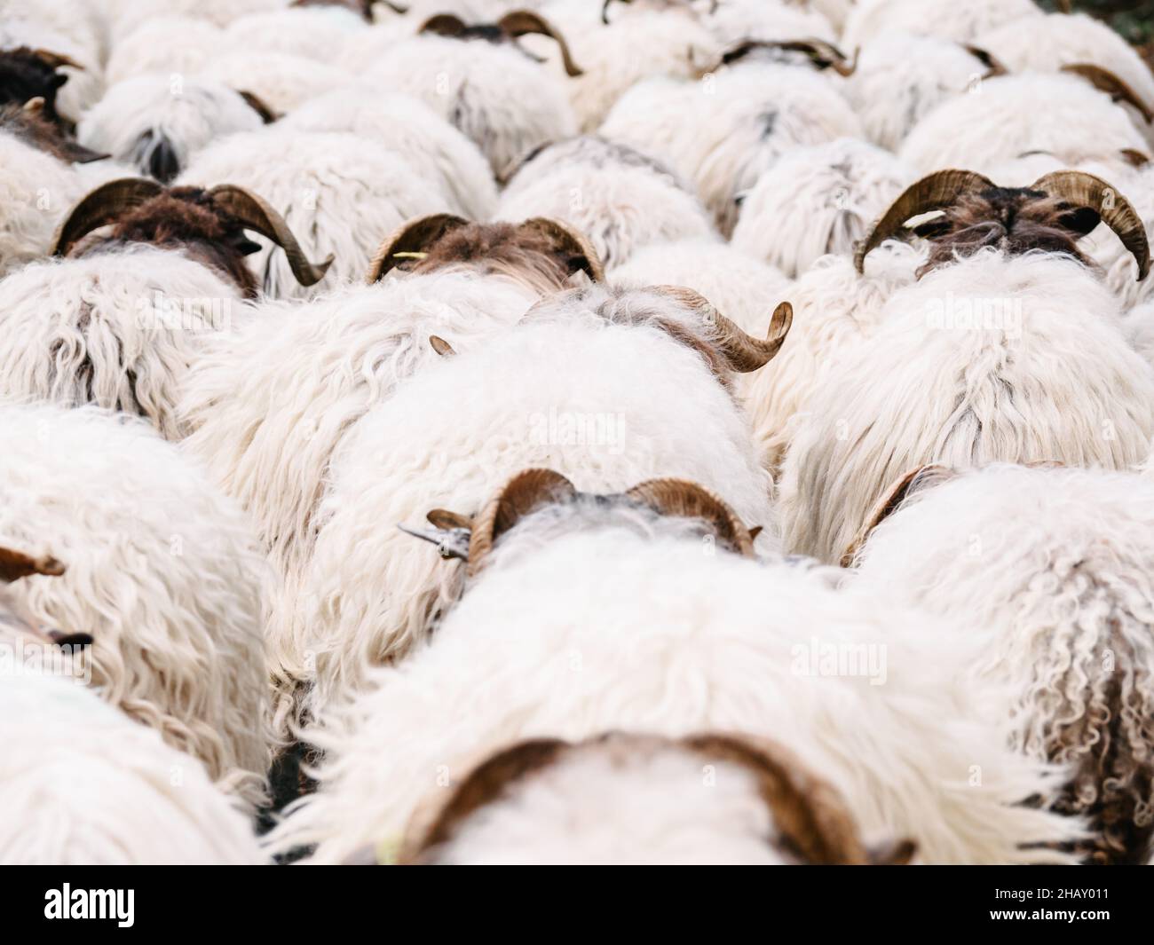 Herd of domestic sheep walking along path covered with dry fallen ...