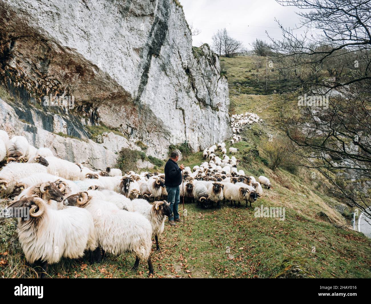 Pensive mature male shepherd casual clothes standing near herd of ...