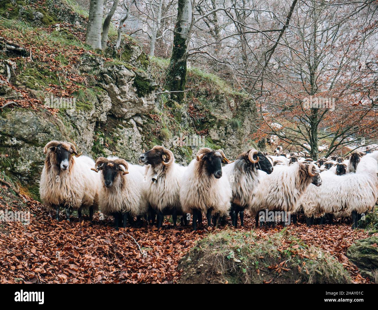 Herd of domestic sheep walking along path covered with dry fallen ...
