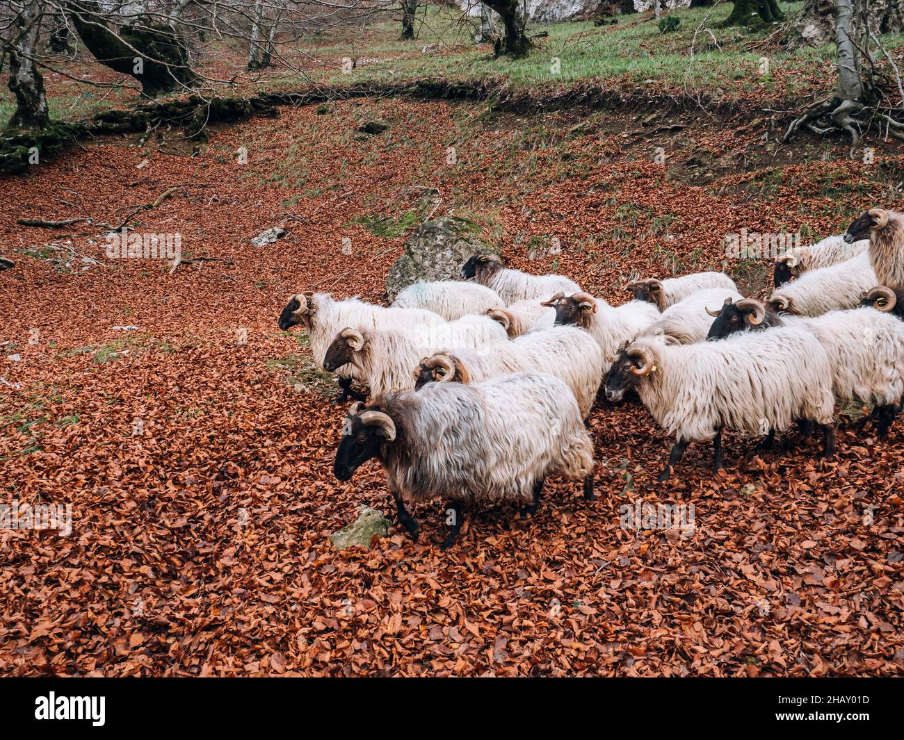 Herd of domestic sheep walking along path covered with dry fallen ...