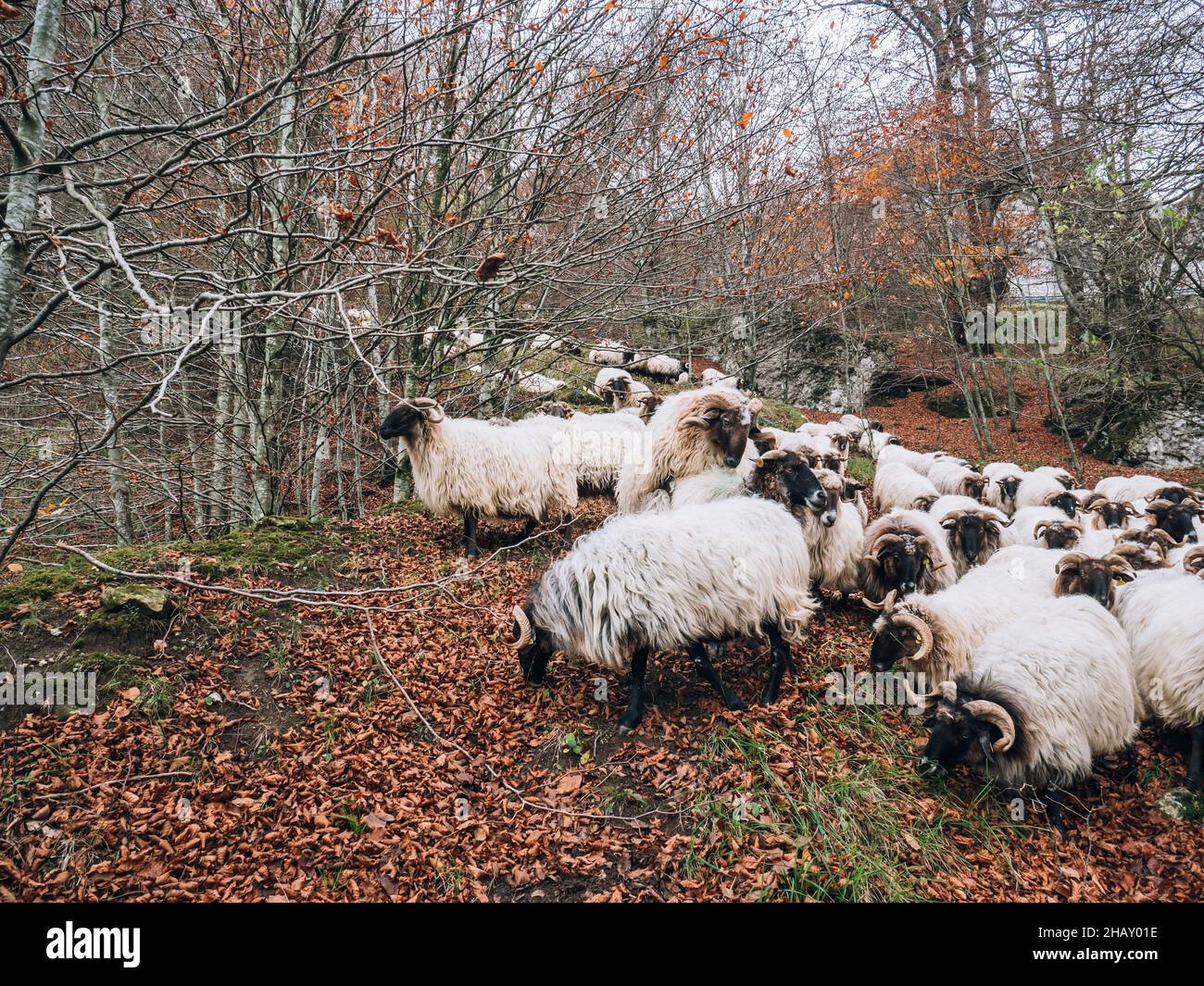 Herd of domestic sheep walking along path covered with dry fallen ...