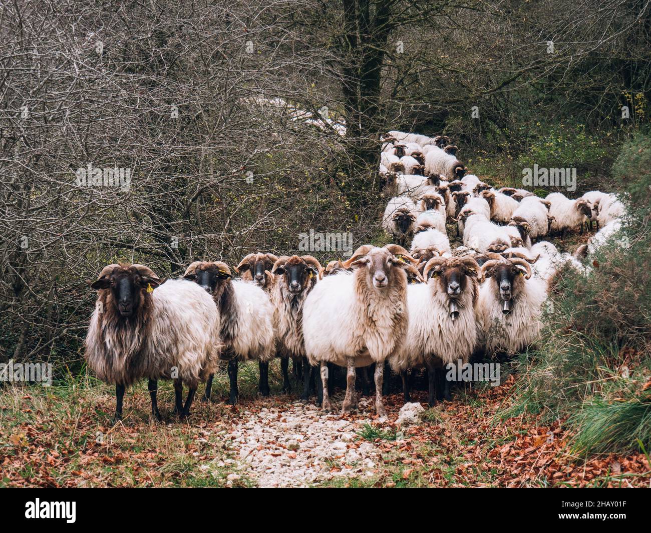Herd of domestic sheep walking along path covered with dry fallen ...