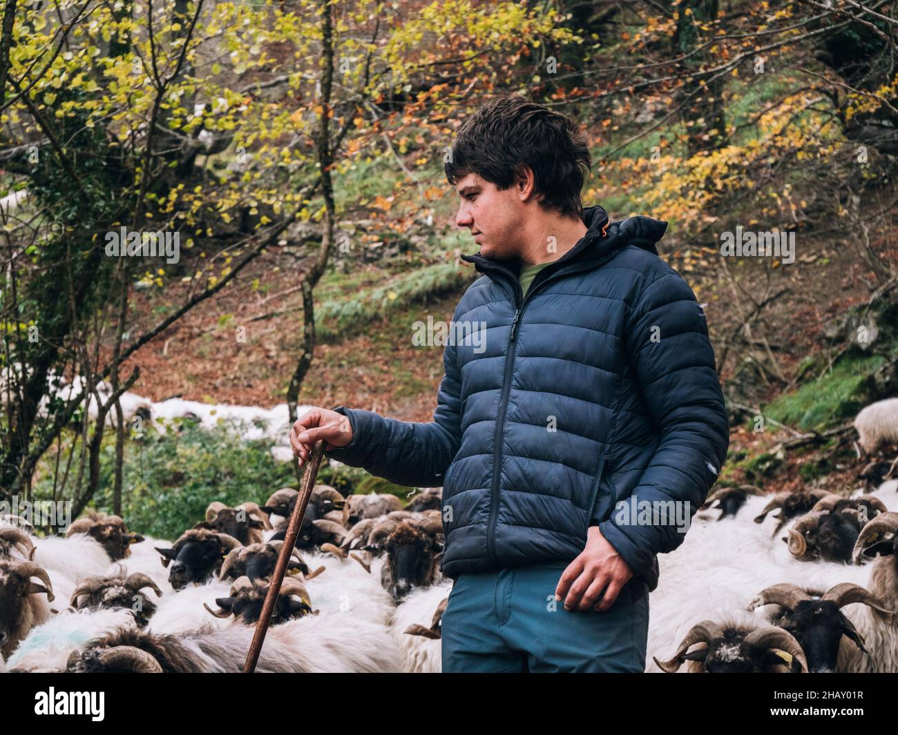 Shepherds walking stick hi-res stock photography and images - Alamy