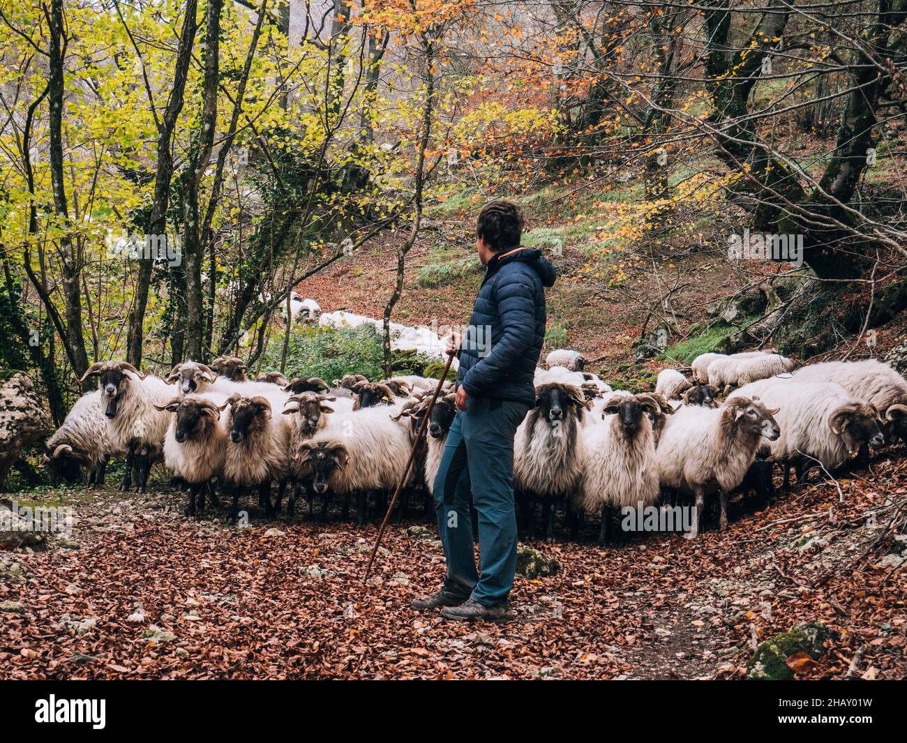 Shepherds walking stick hi-res stock photography and images - Alamy