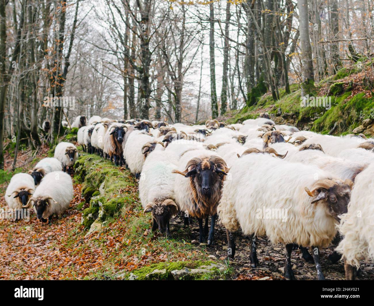 Herd of domestic sheep walking along path covered with dry fallen ...