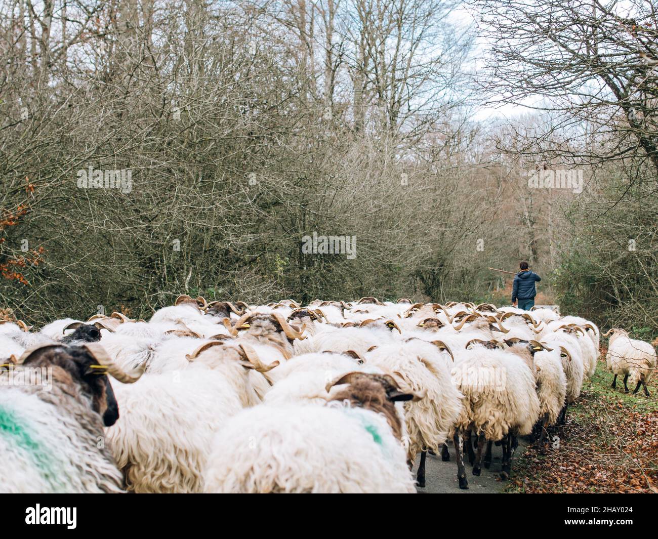 Back view of unrecognizable male shepherds walking on path covered with ...