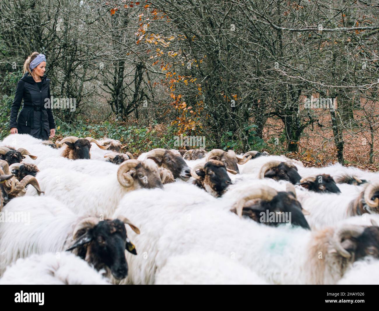 Shepherd sheep path hi-res stock photography and images - Alamy