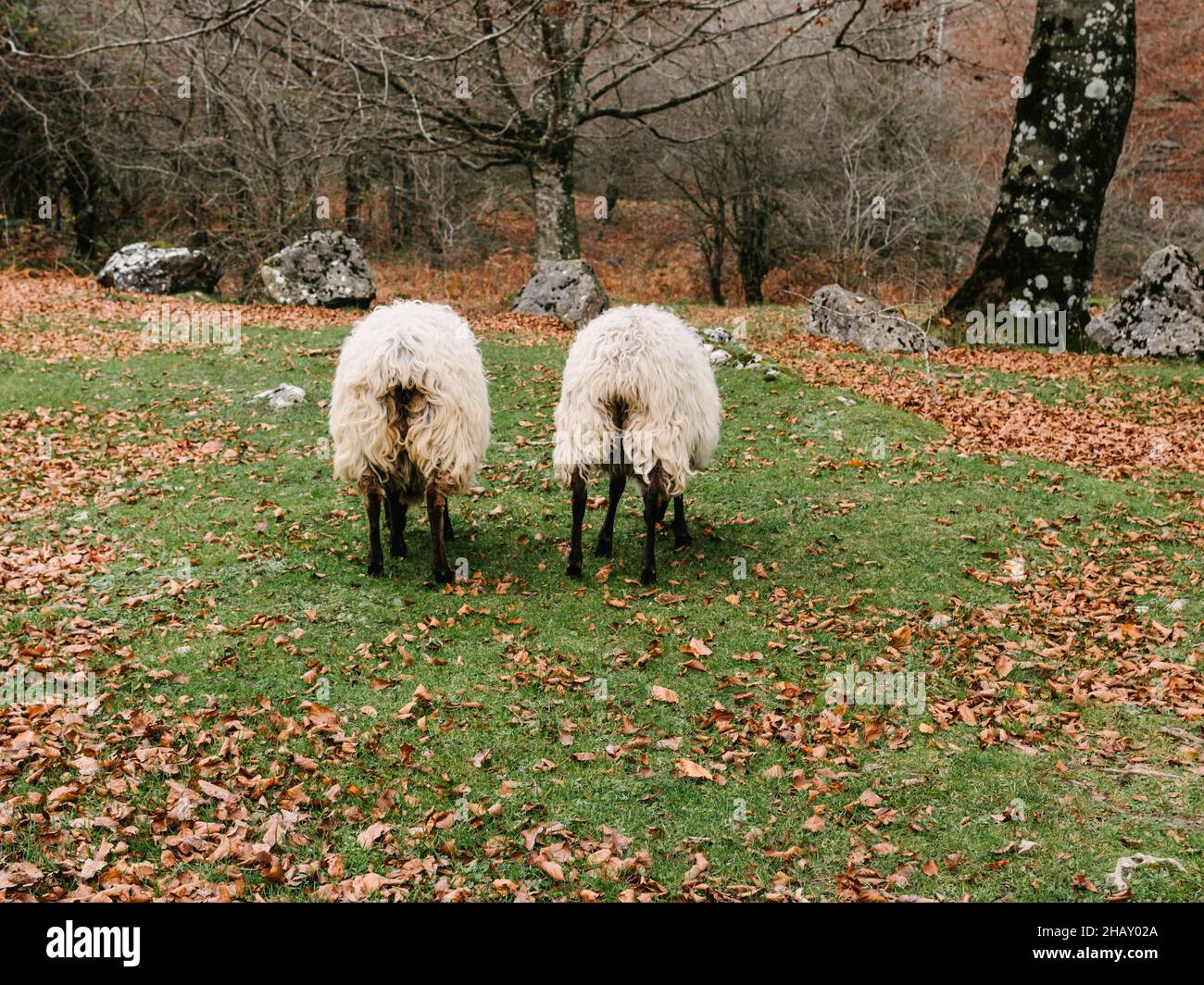 Back view of domestic sheep standing along path covered with dry fallen ...