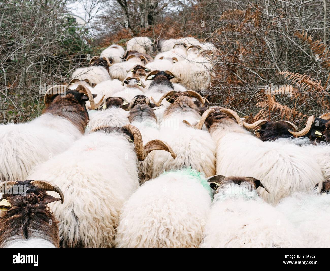 Back view of herd of domestic sheep walking along path covered with dry ...