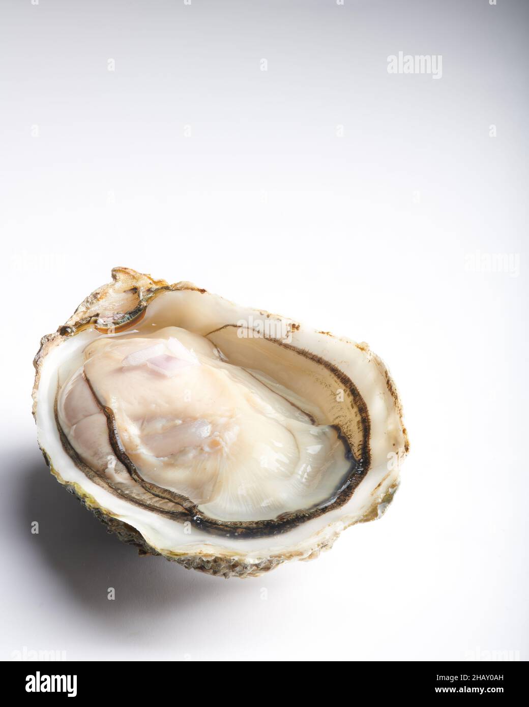Oyster in opened half shell isolated on plain white background Stock ...