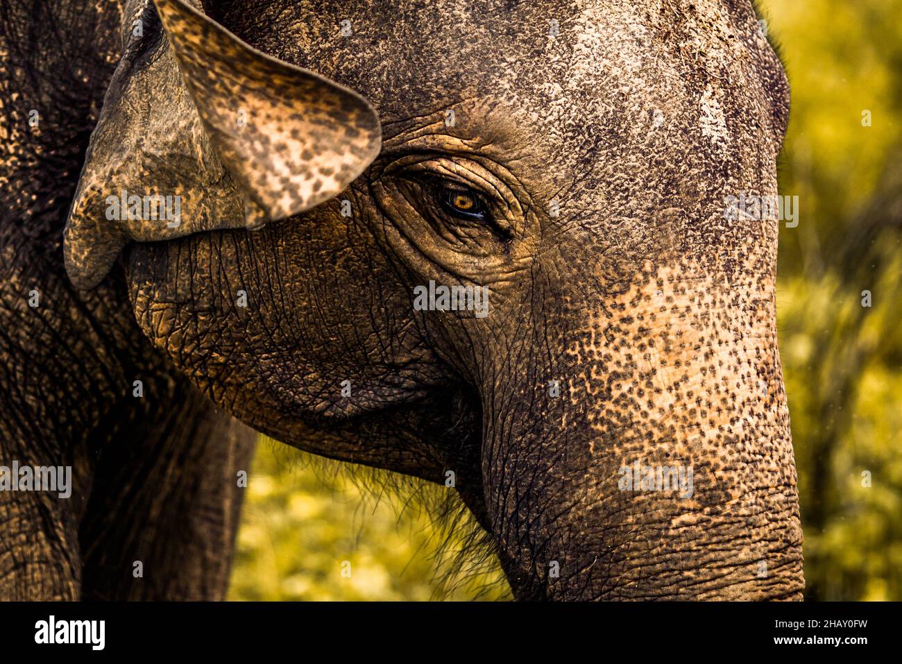 Closeup of elephant head with spotted wrinkled skin looking at camera ...