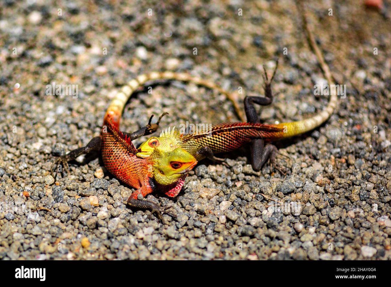 From above of wild lizards looking at camera while crawling together on ...