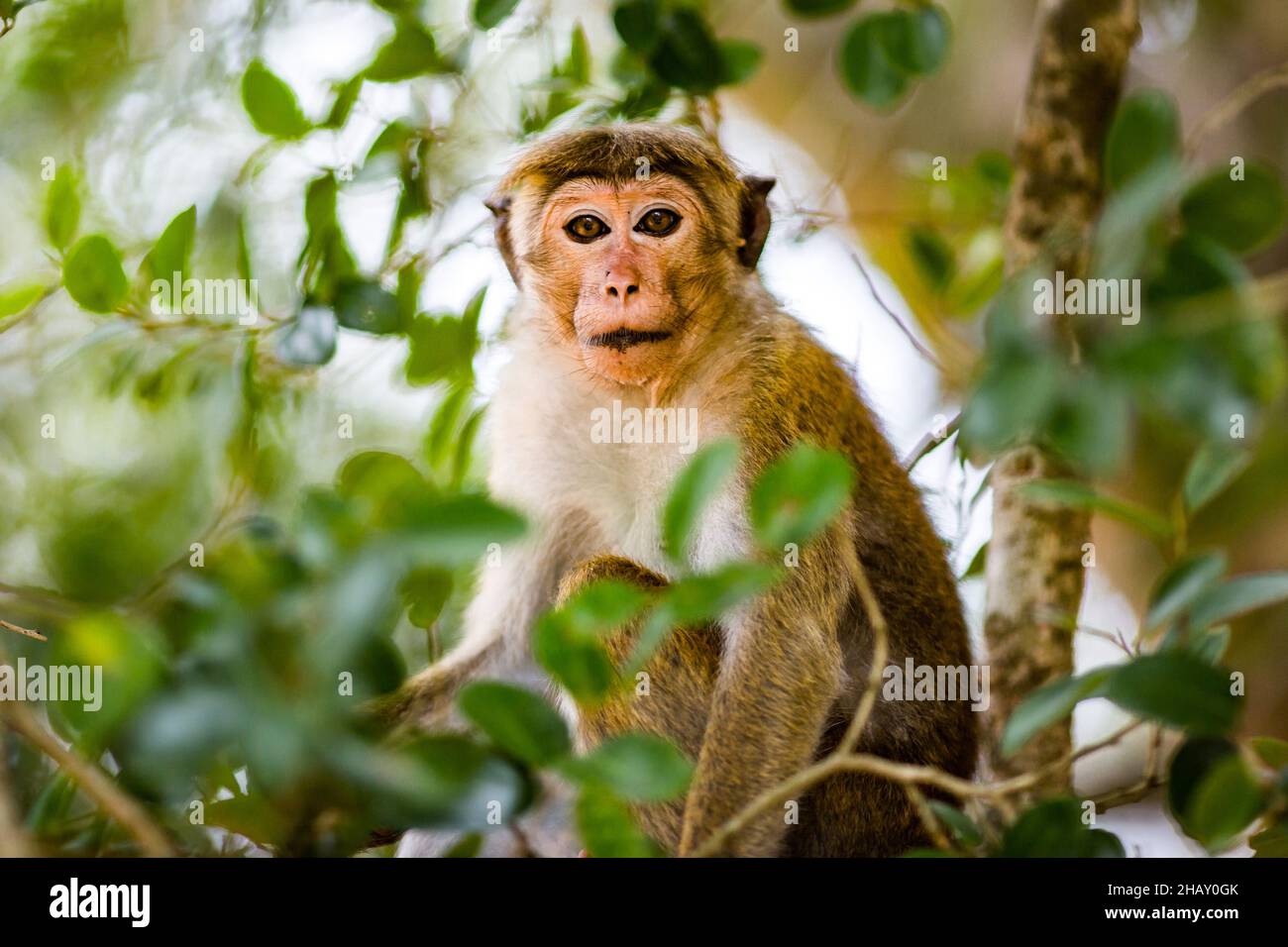 Side view of monkey sitting on against tree in Sri Lanka forest on ...