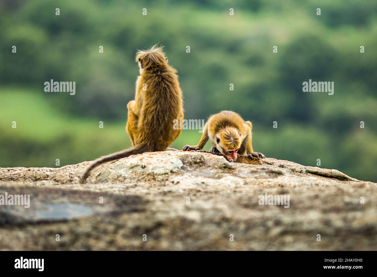 Soft focus of monkeys standing against puddle located on mountain top ...