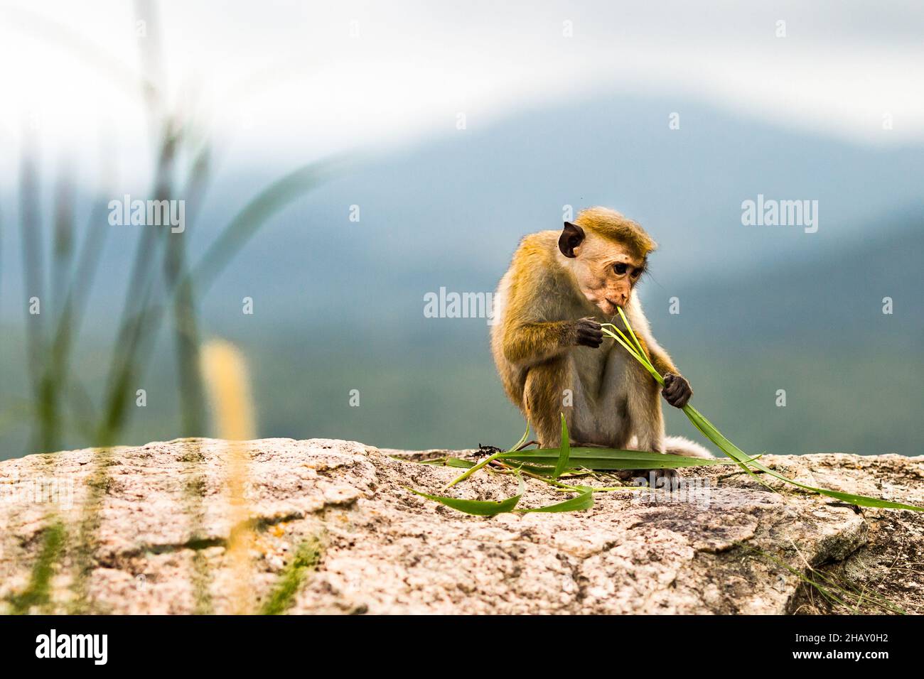 Soft focus of monkey chewing elongated stems of green grass on rocky ...