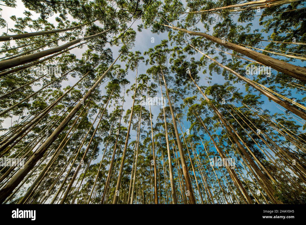 From below of tall trees with thin trunks and green foliage growing in ...