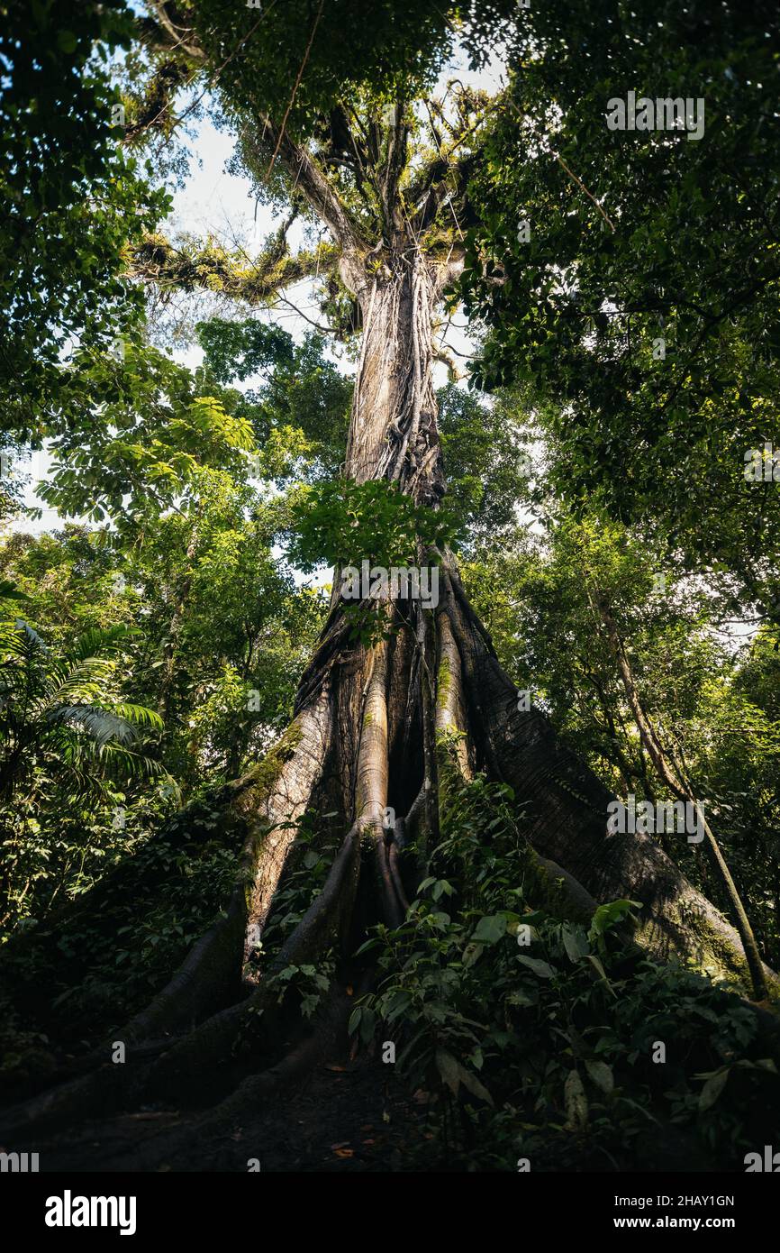 Tree thick trunk in tropical hi-res stock photography and images - Alamy