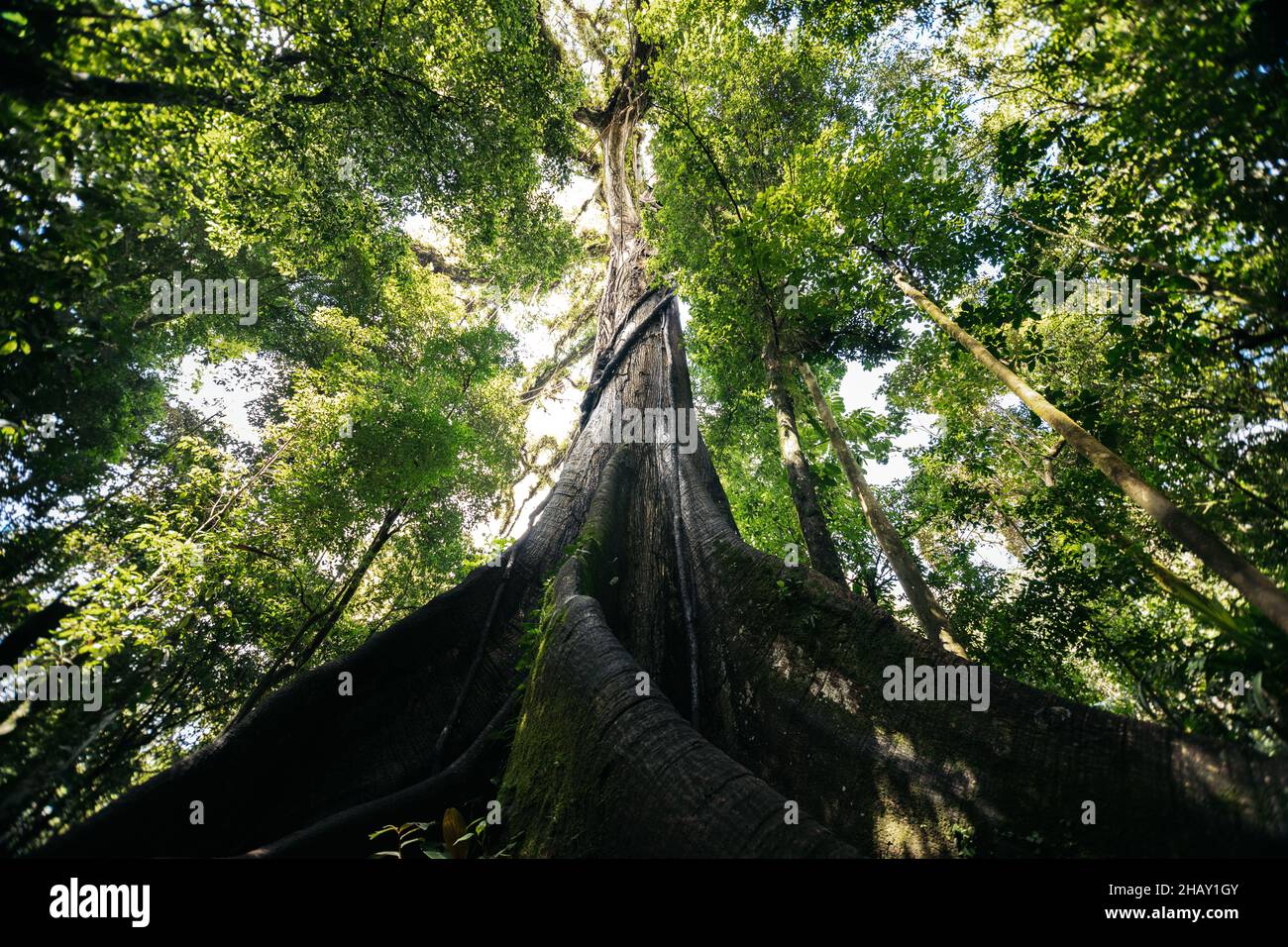 Tree thick trunk in tropical hi-res stock photography and images - Alamy